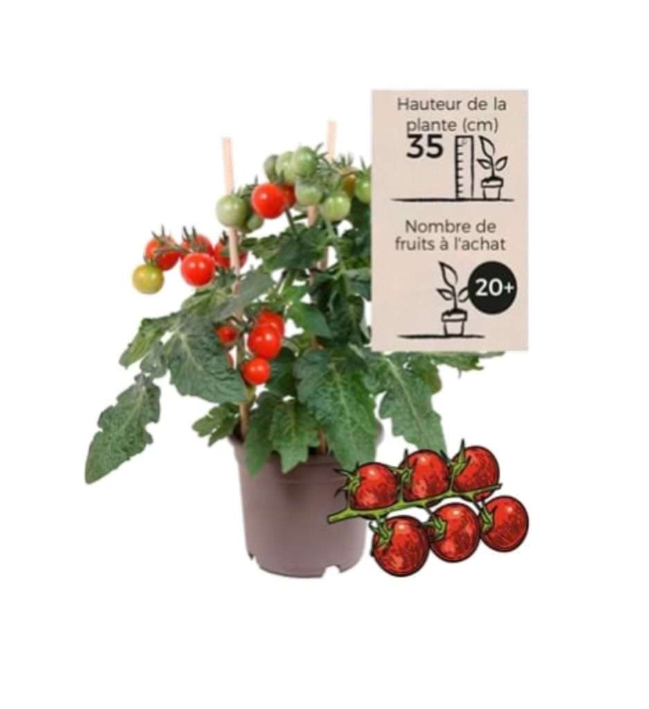 Plant Tomates Mini Sucrées – Pick and Joy® – Beeyom Potager Vertical